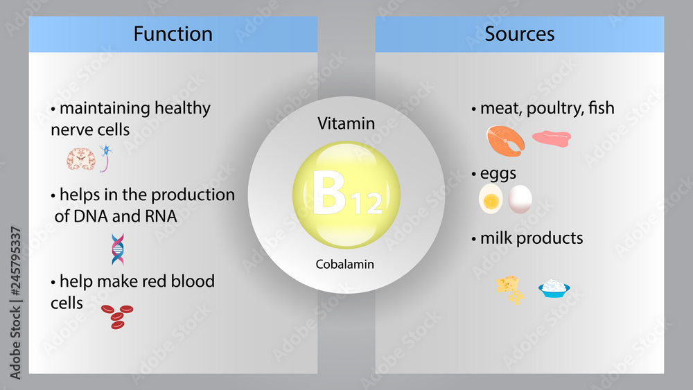 Vitamin B12 vector design. Vitamin B12 function and sources. Cobalamin ...