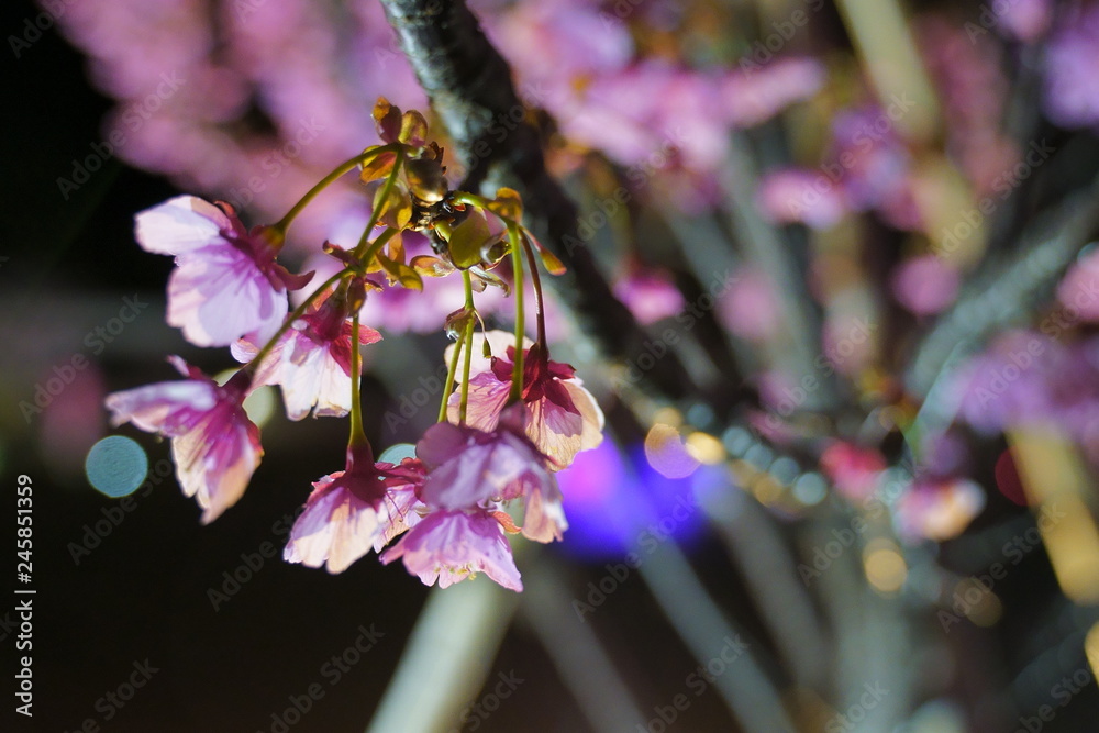 Beautiful Night Sakura(Cherry blossom) with lights, Toi, Izu, Shizuoka ...