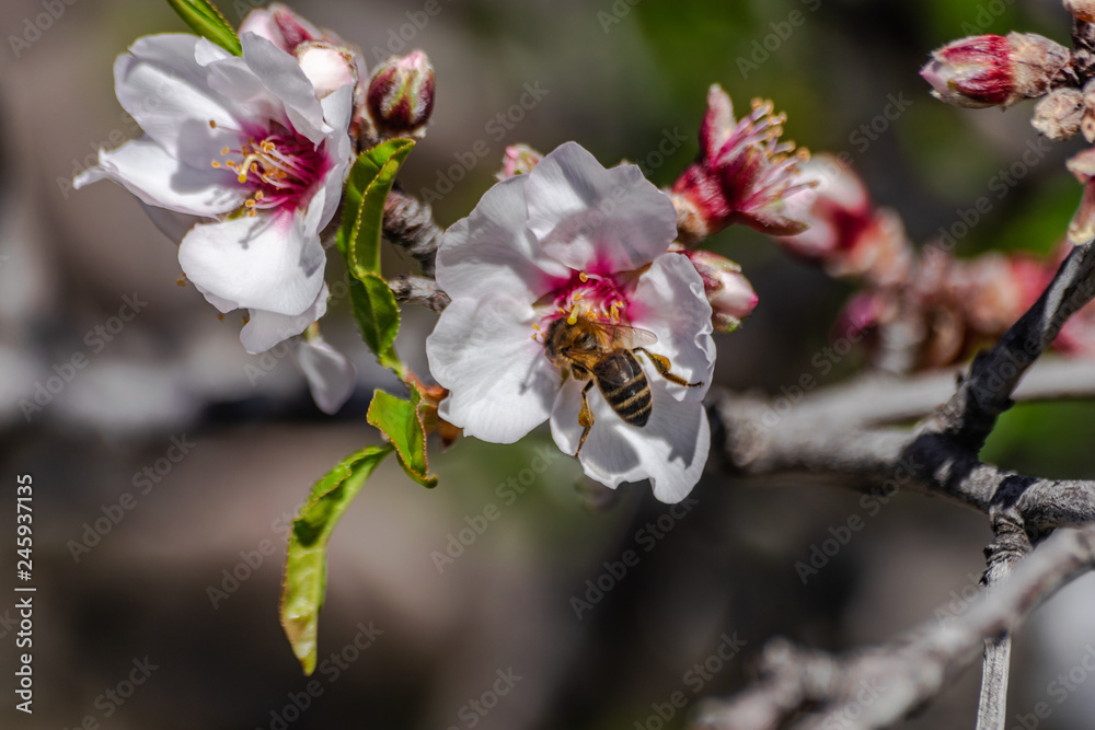Bee (apis mellifera) pollinating almond flowers (prunus dulcis) close ...