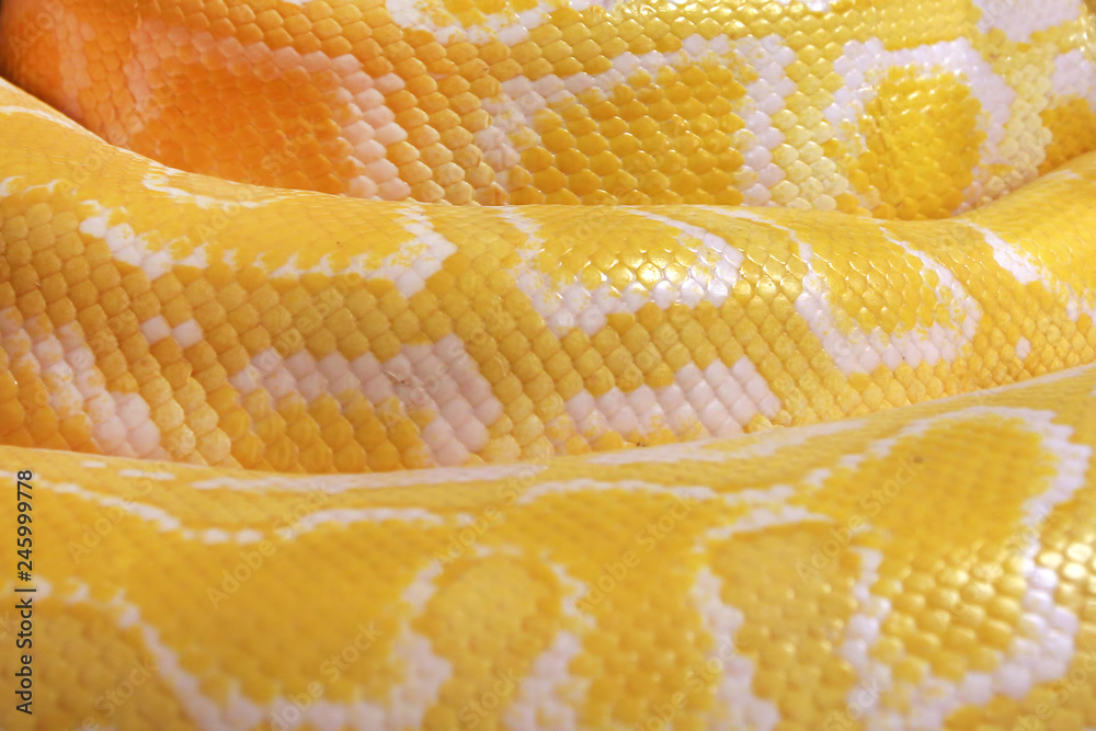 Texture. The skin of a live yellow snake with white stripes. Gold ...