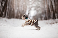 Dog, Miniature Schnauzer Free Stock Photo - Public Domain Pictures