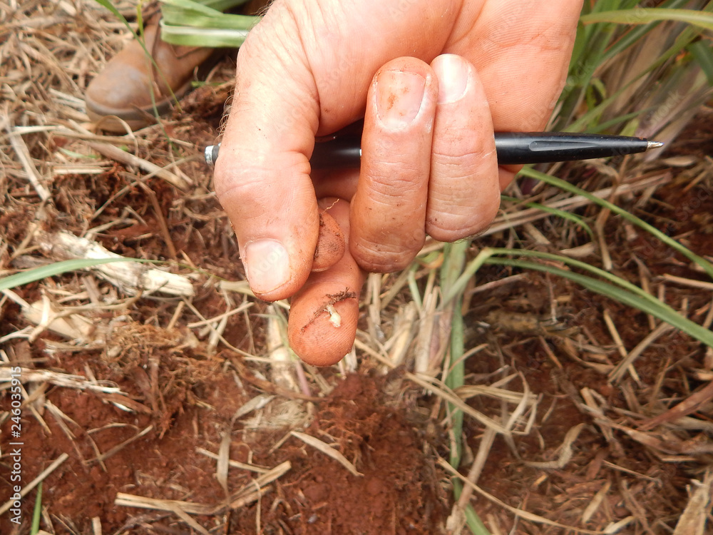 Sugar cane pest, insect as known as: " Bicudo da Cana-de-Açúcar ...