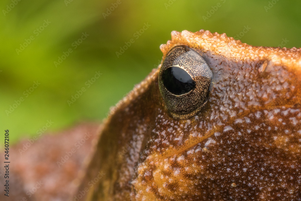 Beautiful Kinabalu Sticky Frog of Sabah, Borneo Island Stock Photo ...