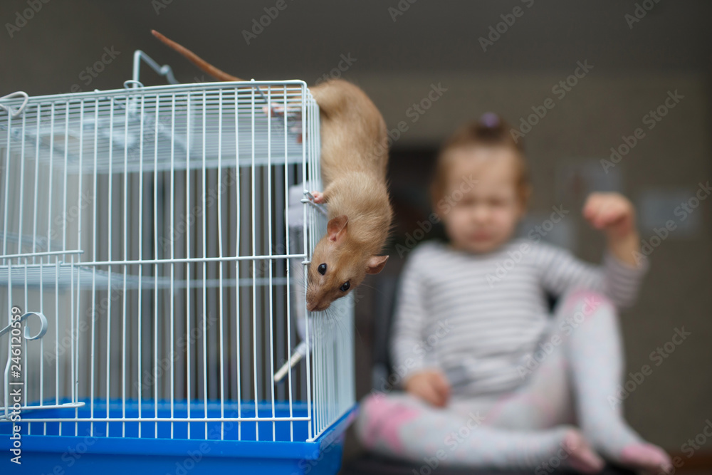 a little beautiful girl has an allergy and a rash on her cheeks due to ...