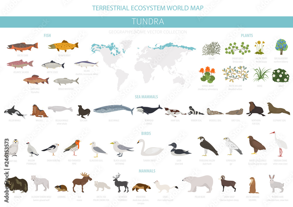 Tundra biome. Terrestrial ecosystem world map. Arctic animals, birds ...