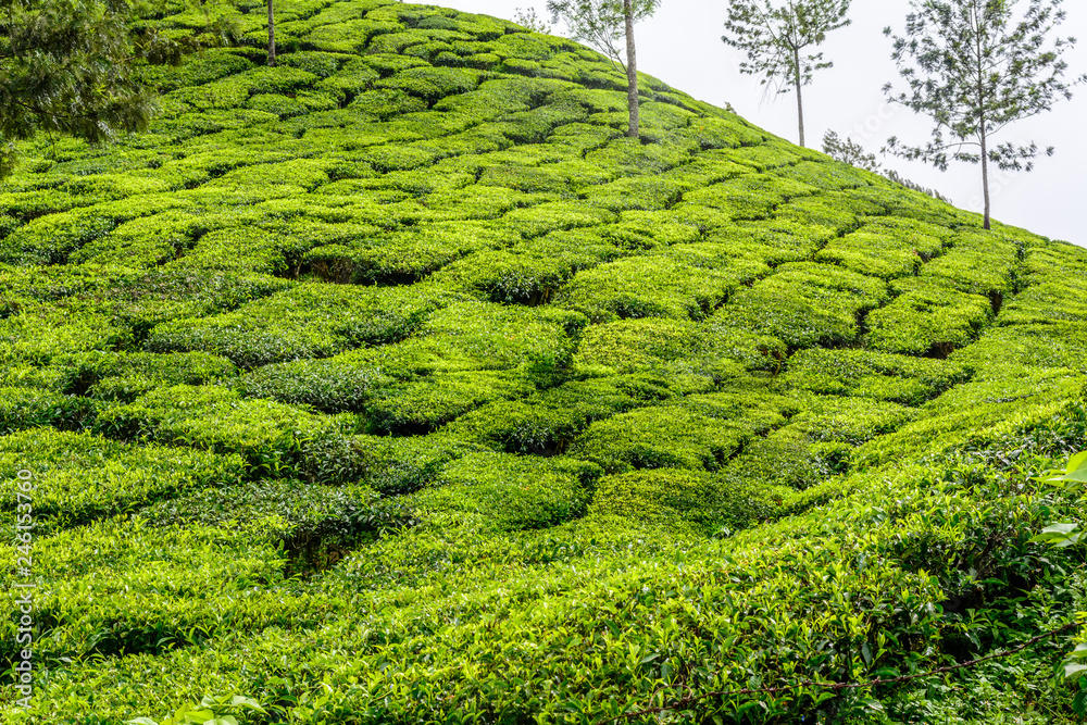 Lush green Tea estates of Munnar, Kerala (also known as tea capital of ...