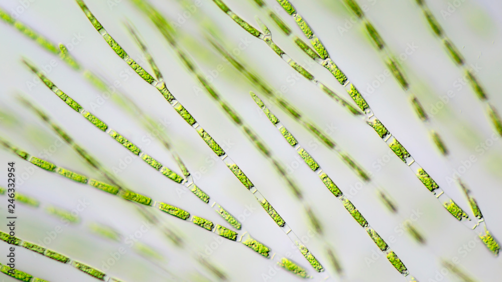 Green algae under the microscope Stock Photo | Adobe Stock