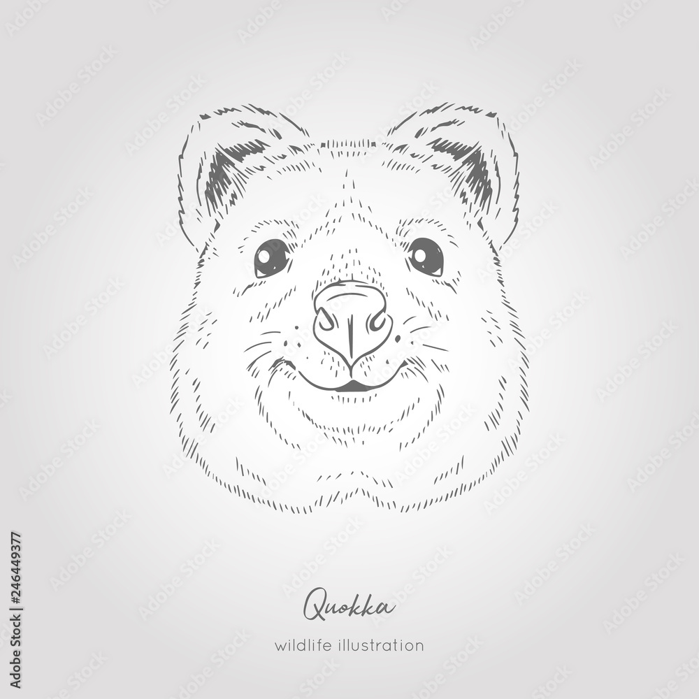 Quokka Australian animal. Realistic Symmetrical Head Vector sketch ...