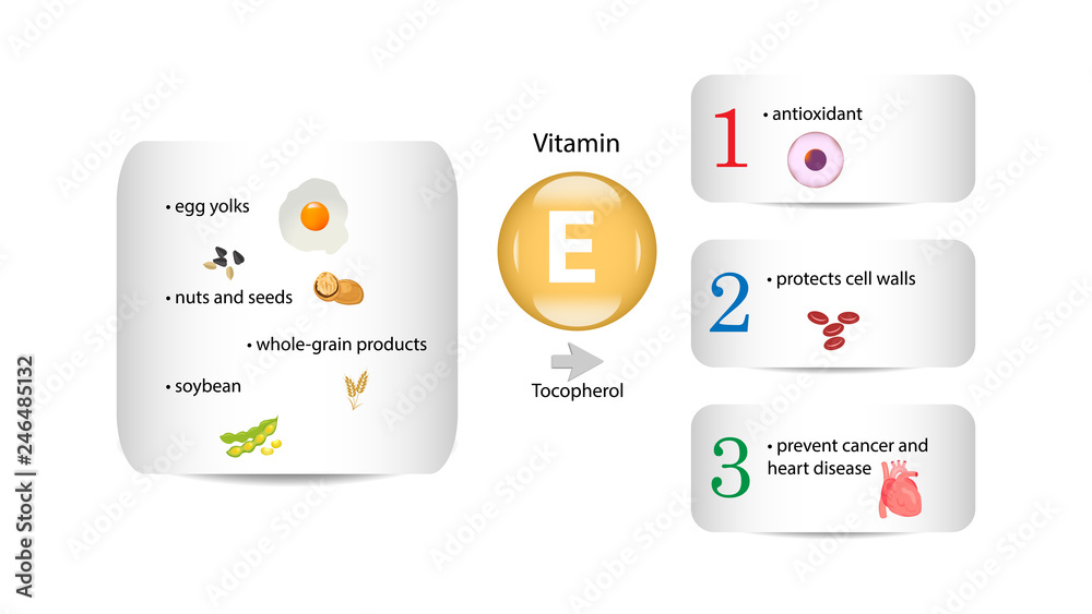 Vitamin E vector design. Vitamin E function and sources. Tocopherol ...
