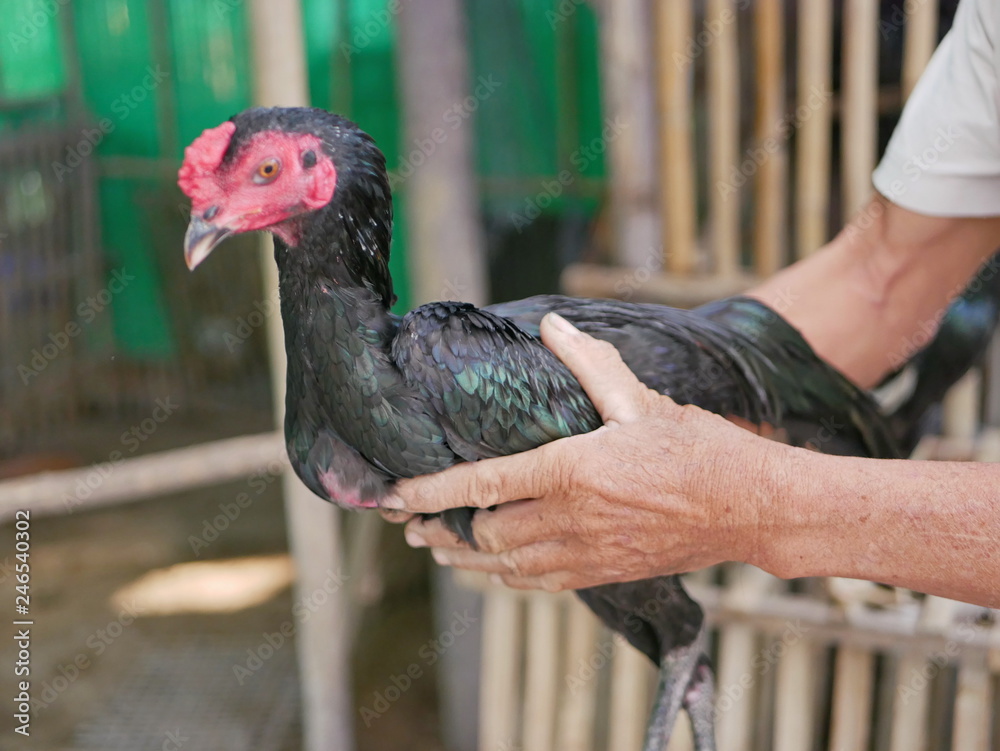Selective focus of an old man's hands holding his fighting rooster that ...