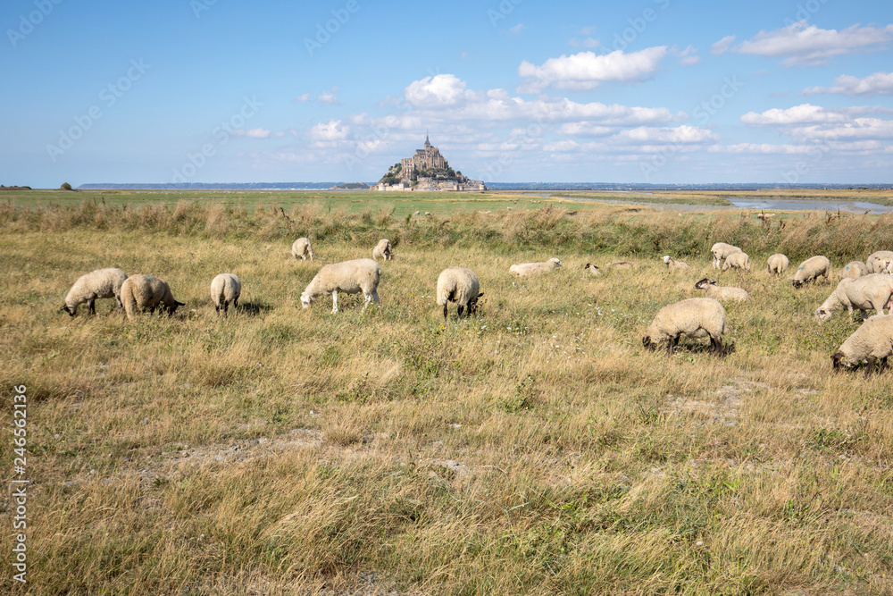 A flock of sheep grazing on the salt meadows close to the Mont Saint ...