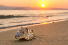 Shell On The Beach Free Stock Photo - Public Domain Pictures