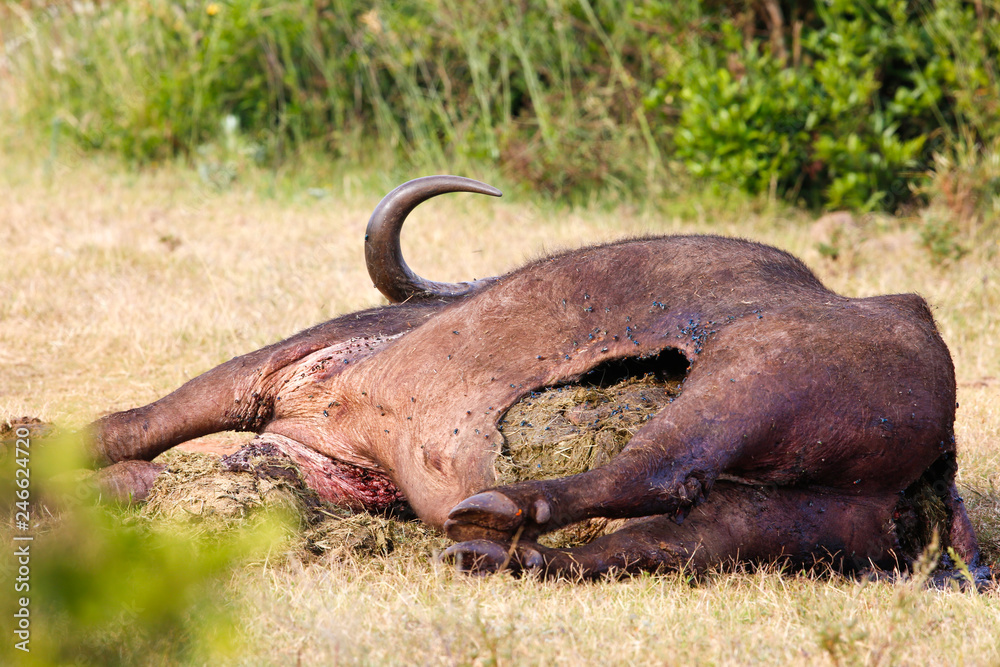 buffalo carcus Stock Photo | Adobe Stock