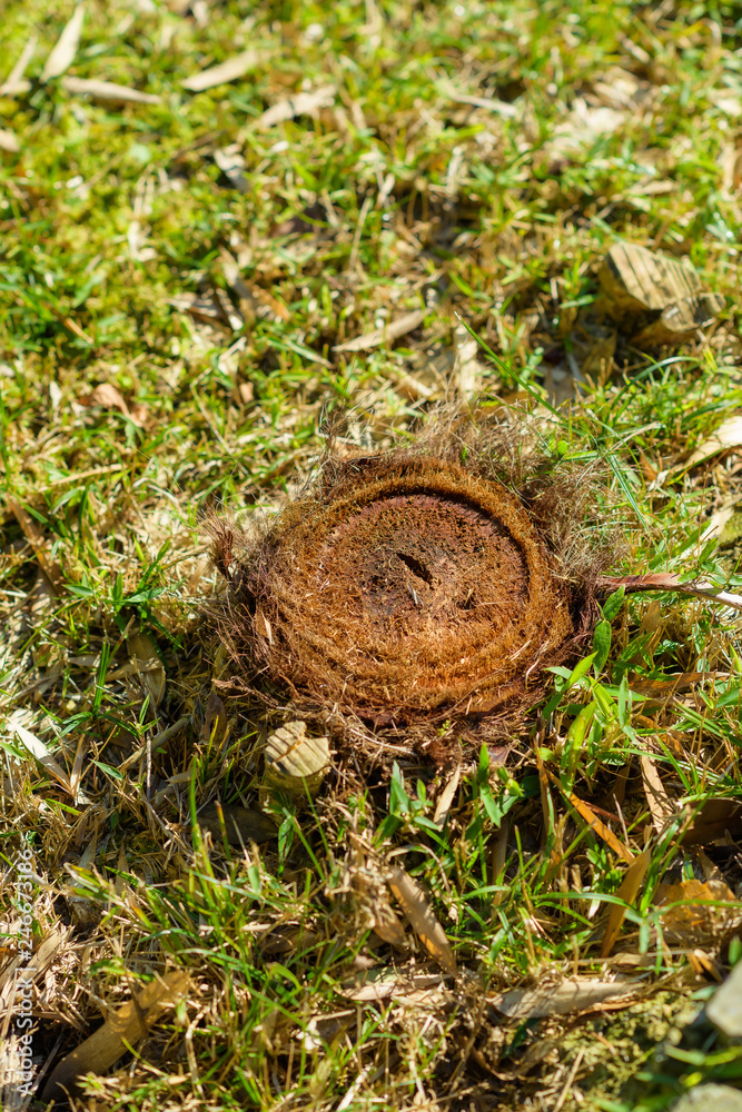 Stump from felled palm trees. Green grass. Fallen leaves. Vegetation ...