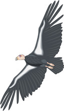 California Condor Free Stock Photo - Public Domain Pictures