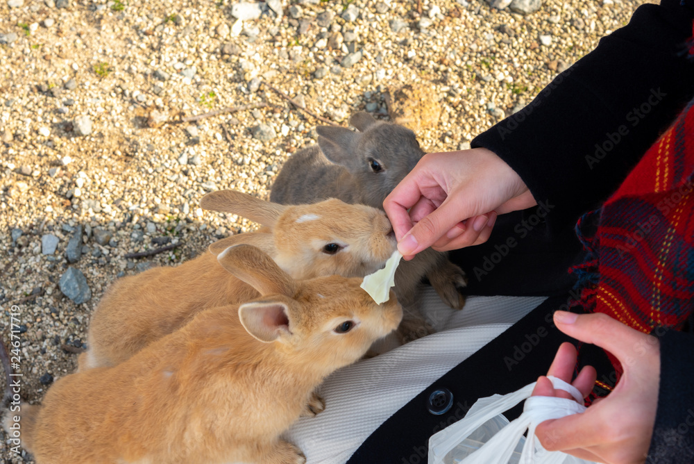 Feeding wild rabbits in winter sunny day on Okunoshima, as known as the ...