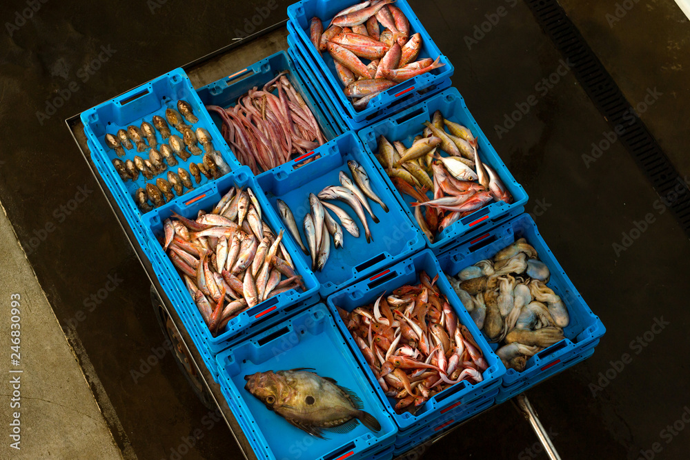 Foto de Stock Blue plastic containers with catch of sea fish, shrimp ...
