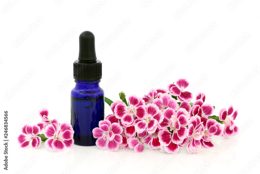 Dainthus flowers used in alternative & chinese herbal medicine with ...