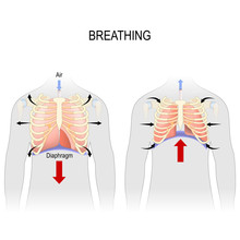 Breathing Organs Free Stock Photo - Public Domain Pictures