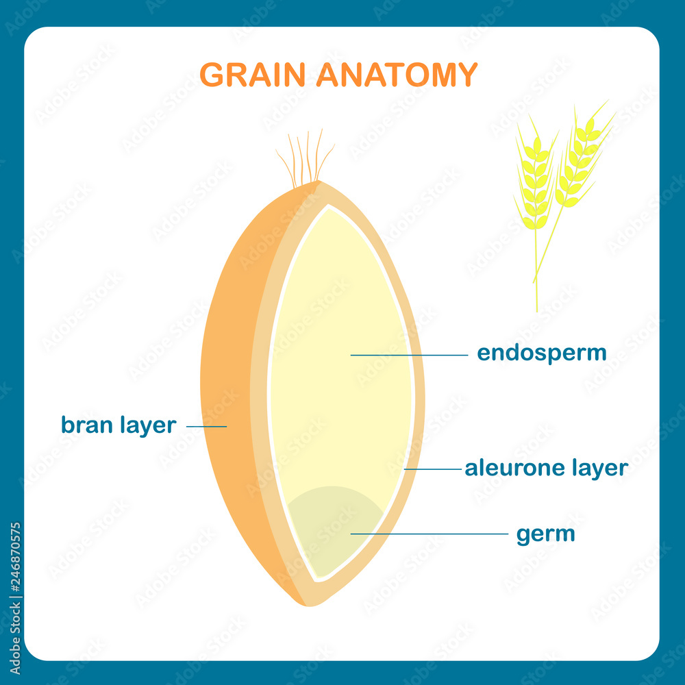 Grain anatomy scheme. Wreath grain, endosperm, bran layer, aleurone ...