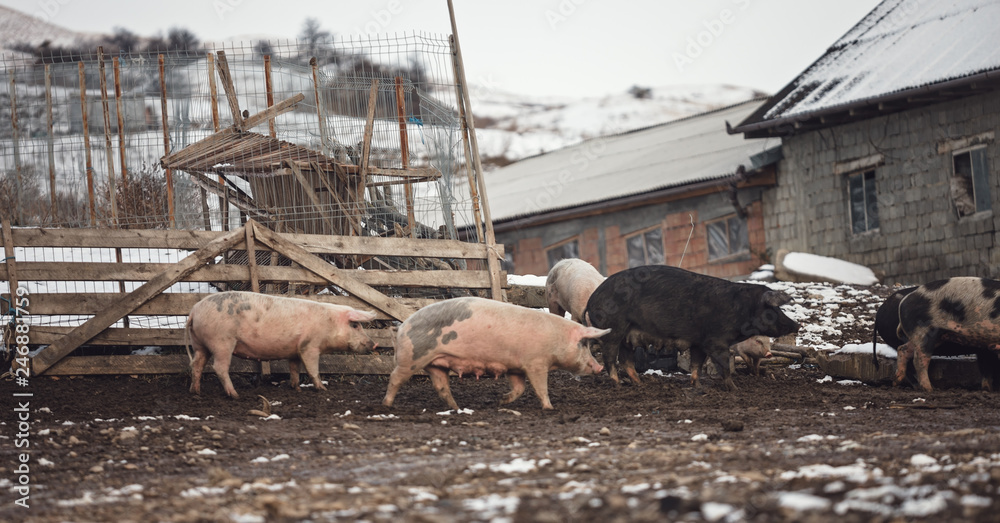 pig farm in a rural area with domestic pigs that grow dirty, outside on ...