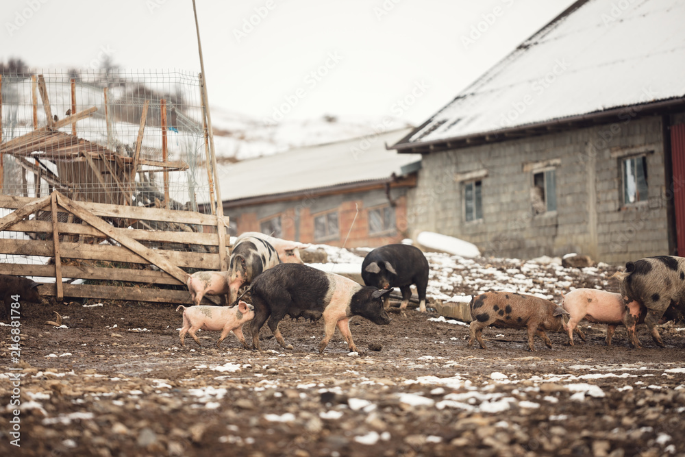 pig farm in a rural area with domestic pigs that grow dirty, outside on ...