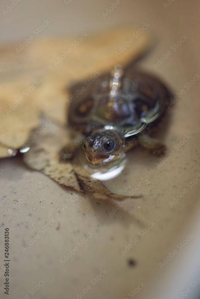 baby three toad box turtle Stock Photo | Adobe Stock