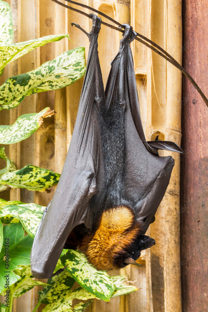 The giant golden crowned flying fox also known as the golden capped fruit bat is a rare megabat and one of the largest bats in the world. The species is endangered Stock