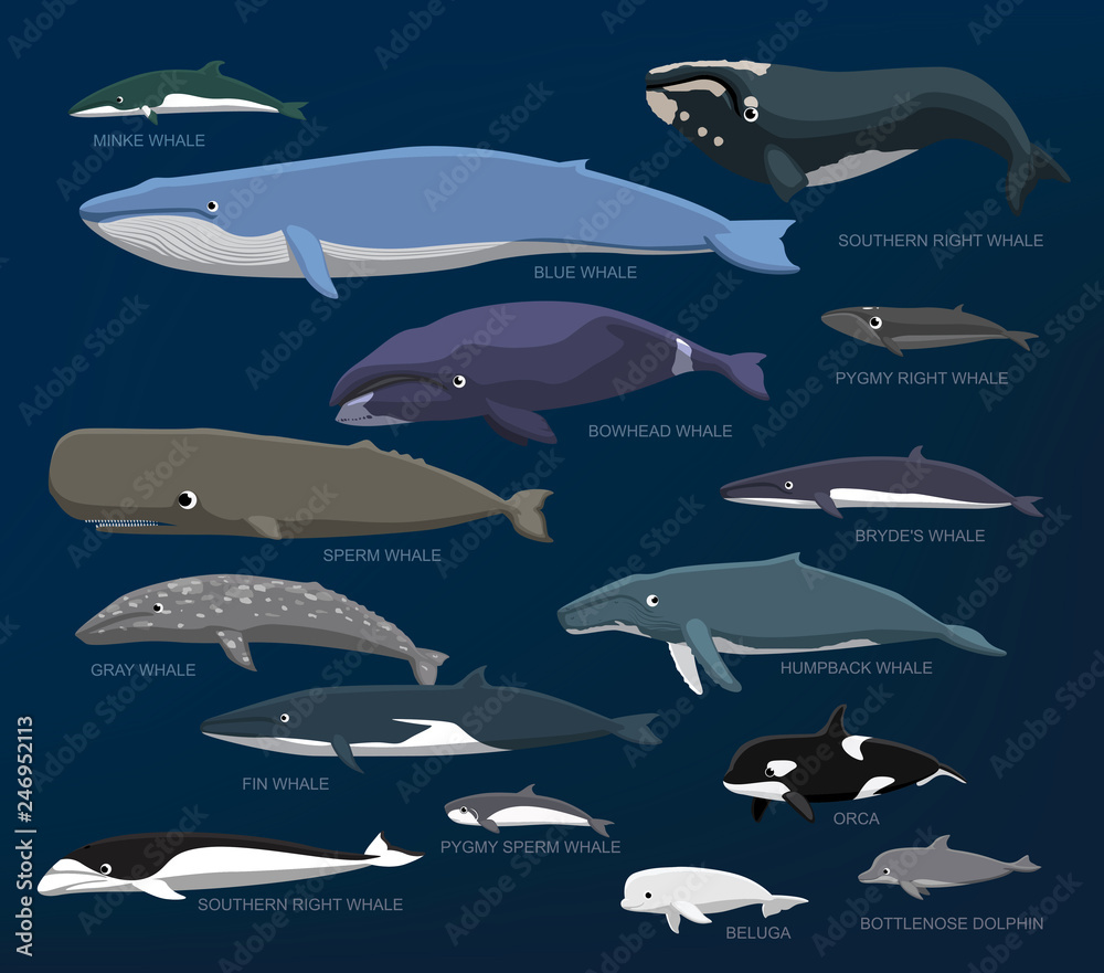 Whales Species Size Comparison Set Cartoon Vector Illustration Stock ...