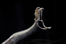 Snake Skeleton Free Stock Photo - Public Domain Pictures