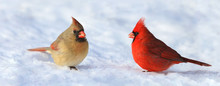 Cardinal In The Snow Free Stock Photo - Public Domain Pictures