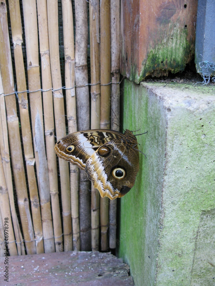 Papillon tropical contre un mur Stock Photo | Adobe Stock
