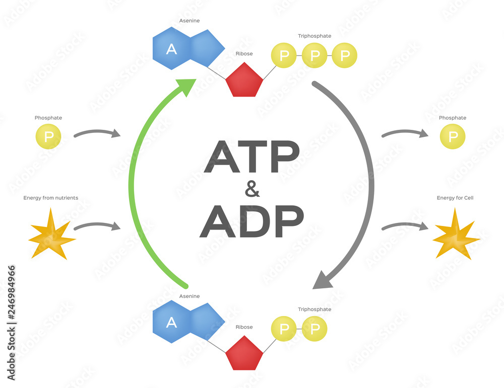 Adenosine triphosphate / ATP ADP cycle. vector Stock Vector | Adobe Stock