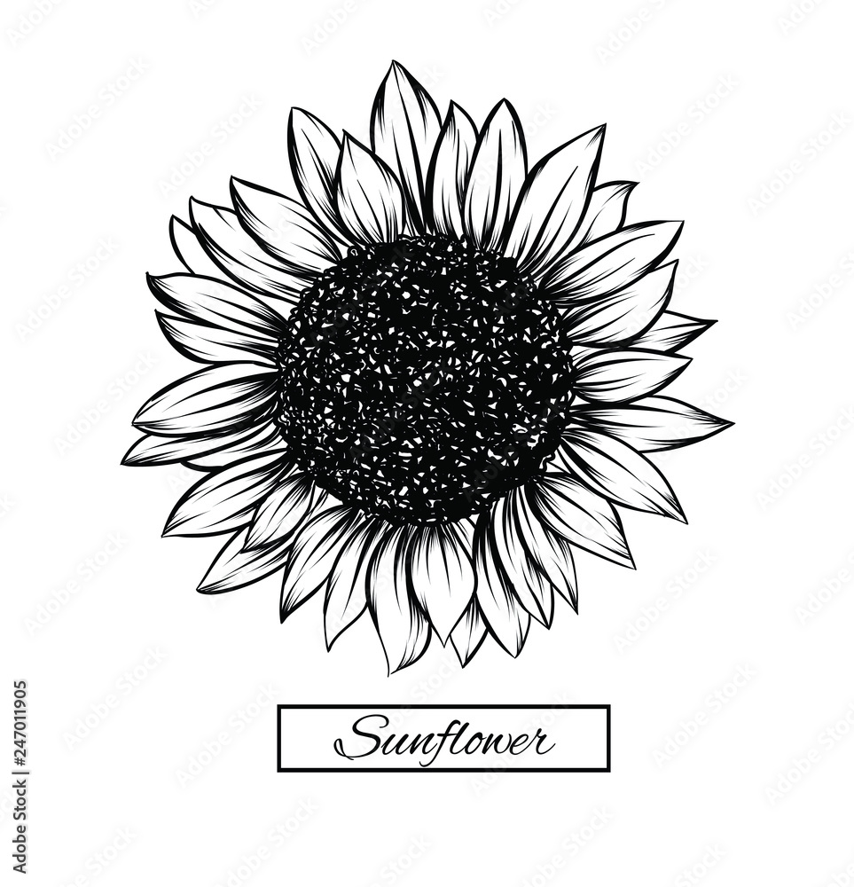 Vettoriale stock di Sunflower isolated on white background. Antique ...