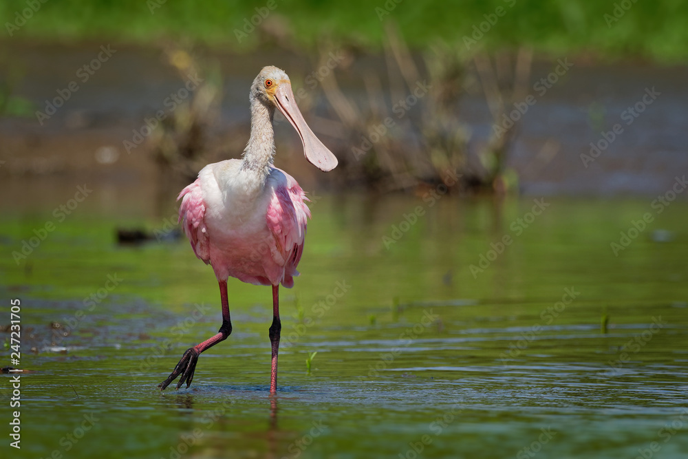 Roseate Spoonbill - Platalea ajaja gregarious wading bird of the ibis ...