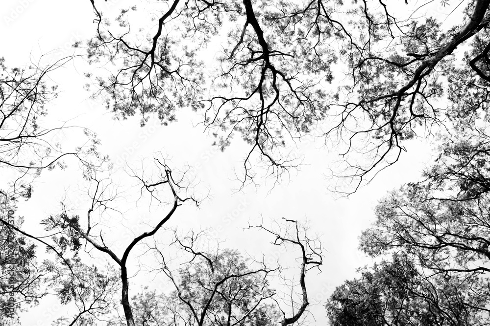 Bare tree branches on a pale white background Stock Photo | Adobe Stock