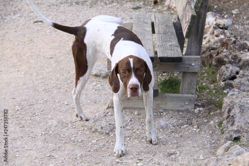 Perro pointer orinando en un banco de madera. foto de Stock | Adobe Stock