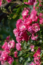 Pink Rose Fully Open Free Stock Photo - Public Domain Pictures