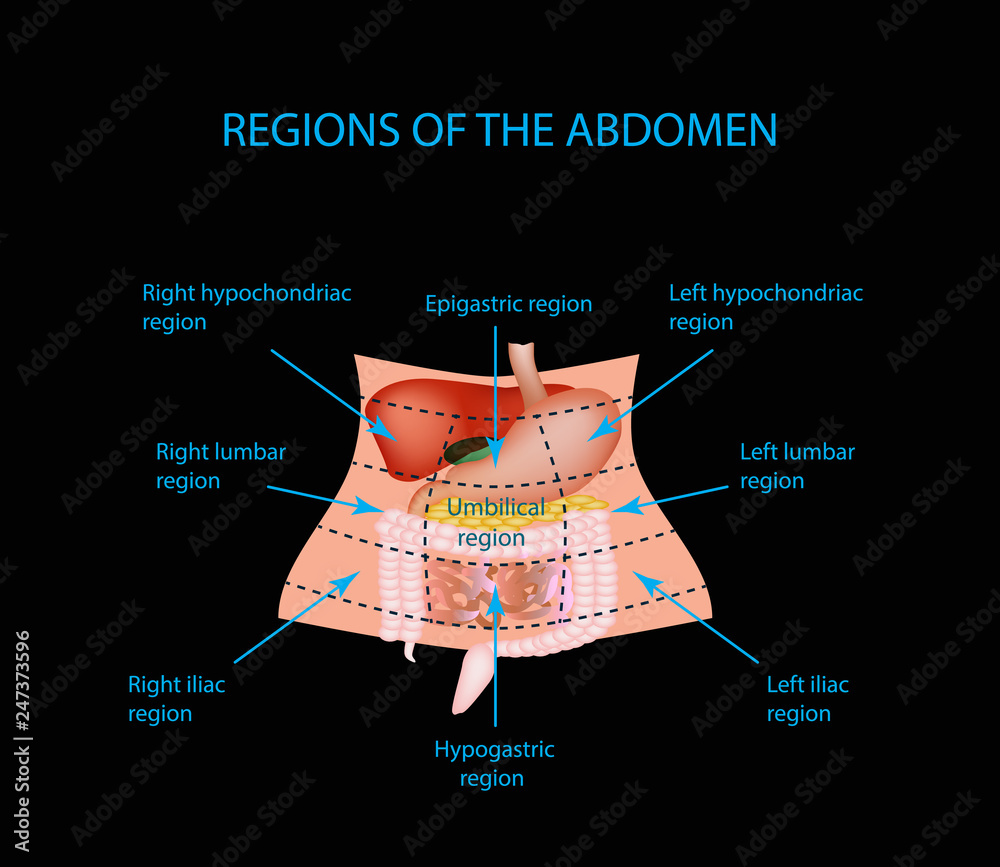 Abdominal Region. The liver, gallbladder, pancreas, stomach, duodenum ...