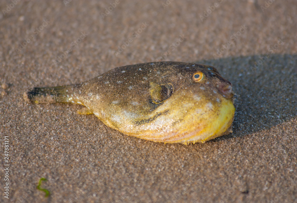 Photo Stock Mui Ne, Vietnam - a small fishermen village, Mui Ne is a ...