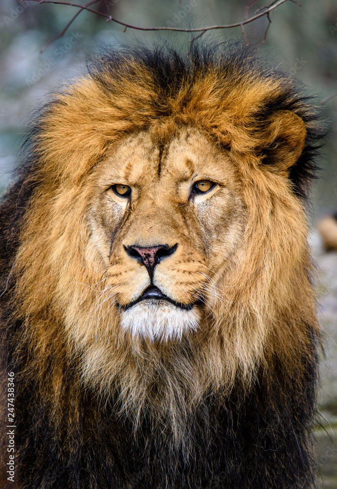Lion posing for portrait Stock Photo | Adobe Stock