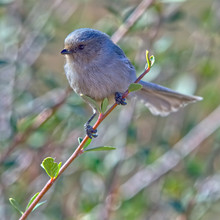 American Bushtit Bird Free Stock Photo - Public Domain Pictures
