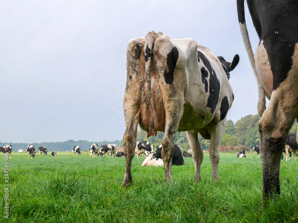 Stockfotot Dirty cow seen from behind, manure on udder and legs, looking at herd of cows in ...