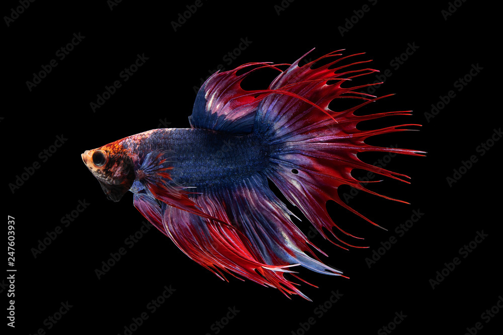 Betta fish, siamese fighting fish Half moon king of multi color ...