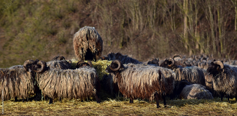 Schafe mit runden Hörnern und zotteligem Fell Stock Photo | Adobe Stock