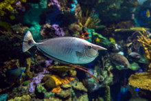 Unicorn Fish Free Stock Photo - Public Domain Pictures