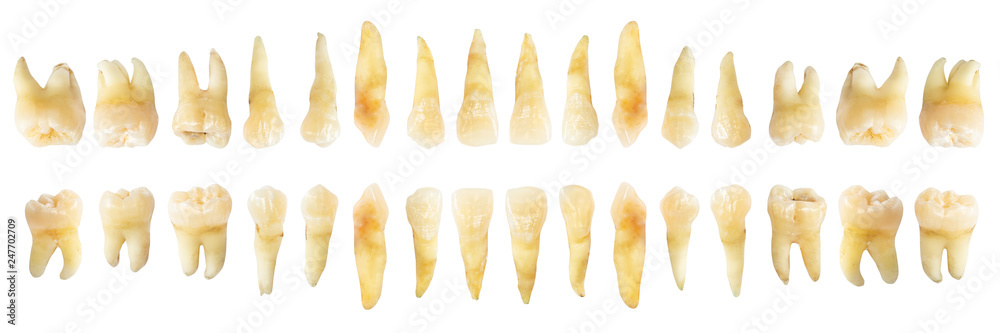 Tooth diagram ( photography ). Real teeth chart . front horizontal view ...