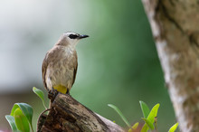 White Vented Bulbul Free Stock Photo - Public Domain Pictures