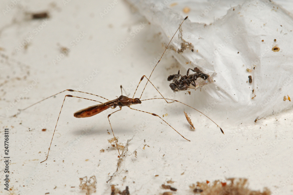 Stock-Foto „Arachnophile stilt bug sitting on the spider net. A weird ...