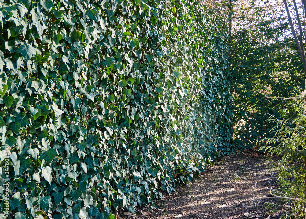 The fence from a grid the chain-link is hidden under English ivy ...